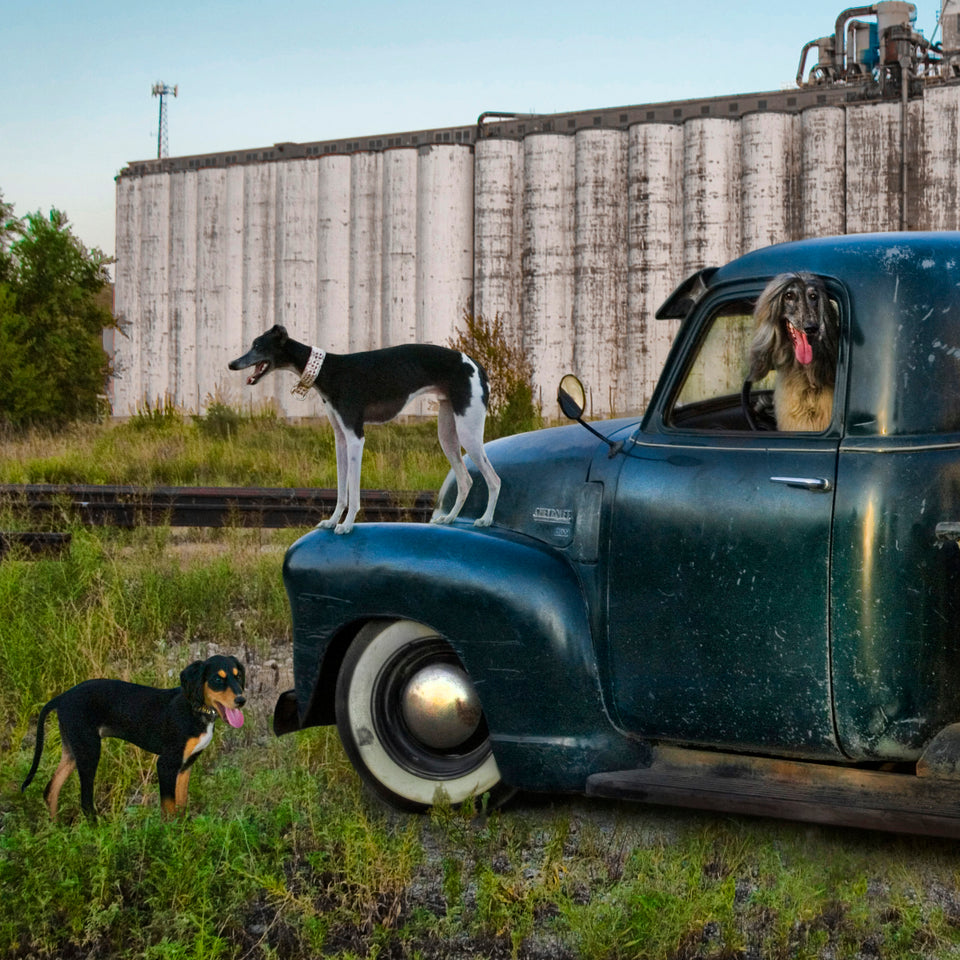 SLiK Hound Buckle & Martingale Dog Collars & Leashes Kansas City